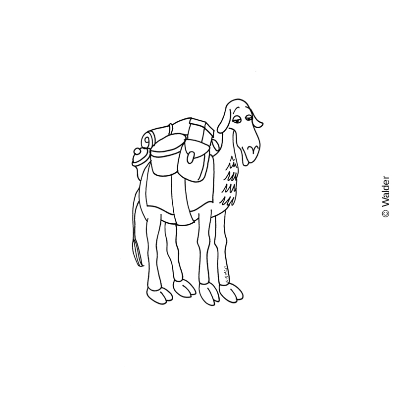 Camel - Walder Education