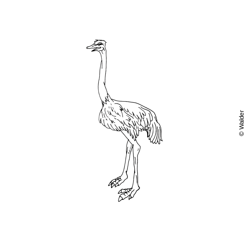Bird: Ostrich - Walder Education
