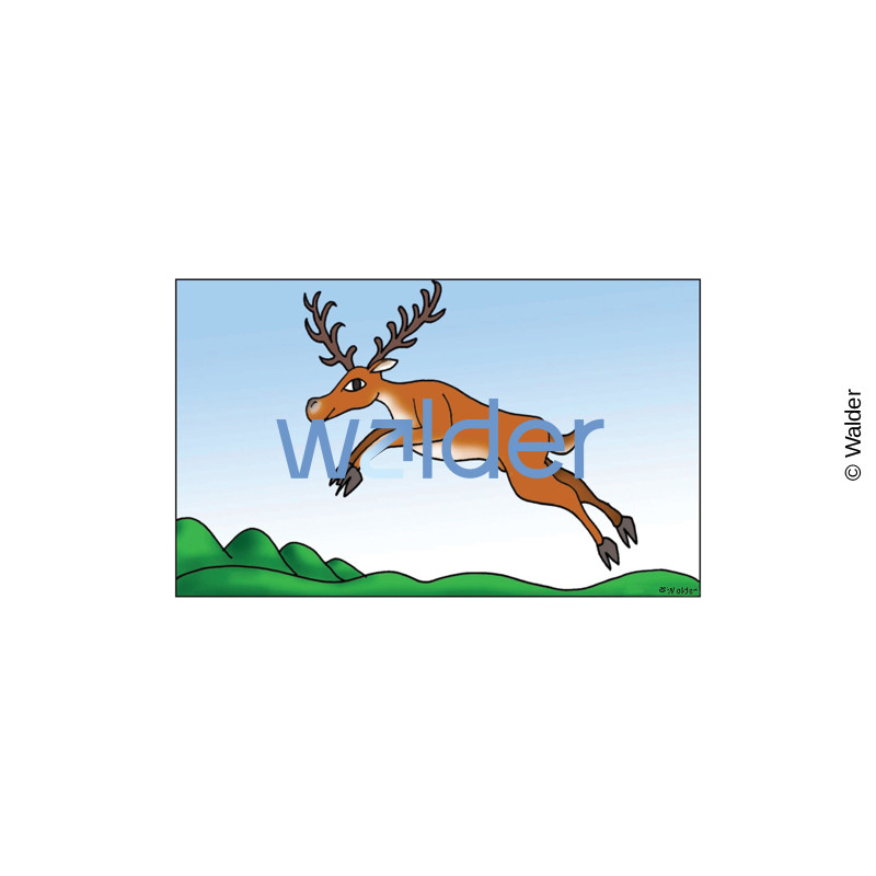 Deer - Walder Education