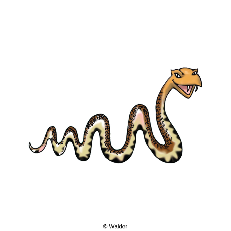 Snake - Walder Education
