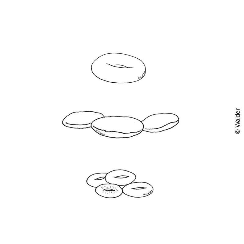 Doughnuts - Walder Education