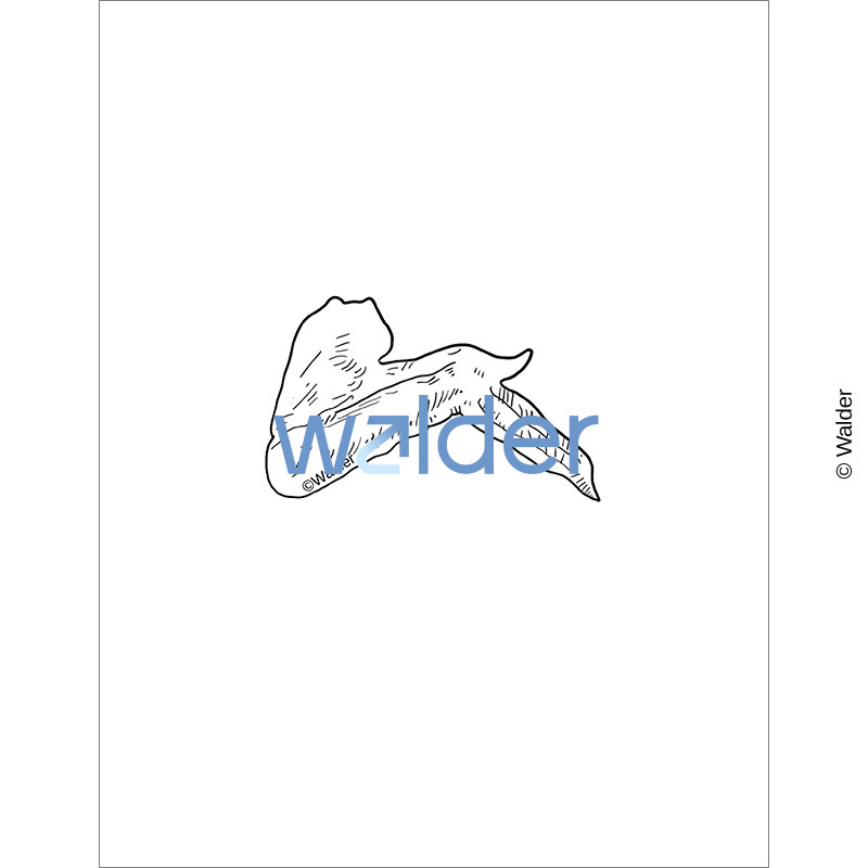 Chicken Wing - Walder Education