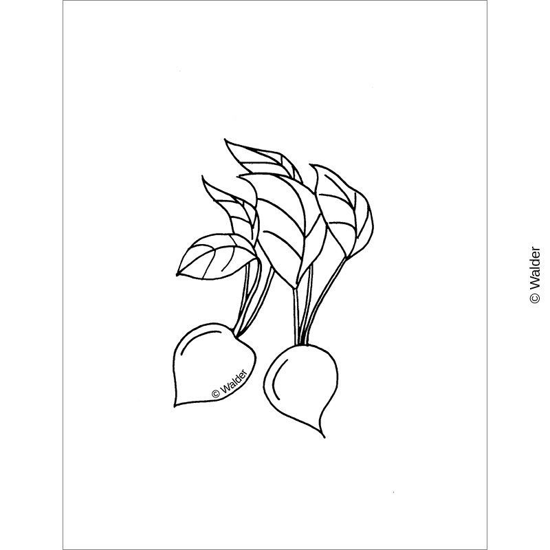 Beets - Walder Education