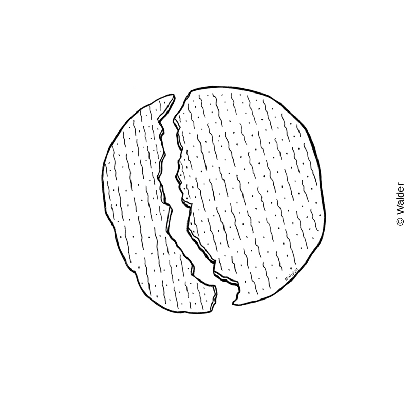 Order of the Seder: Yachatz - Walder Education