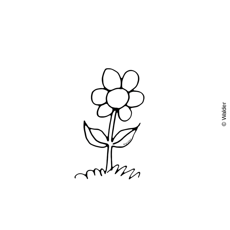 Flower: Daisy - Walder Education