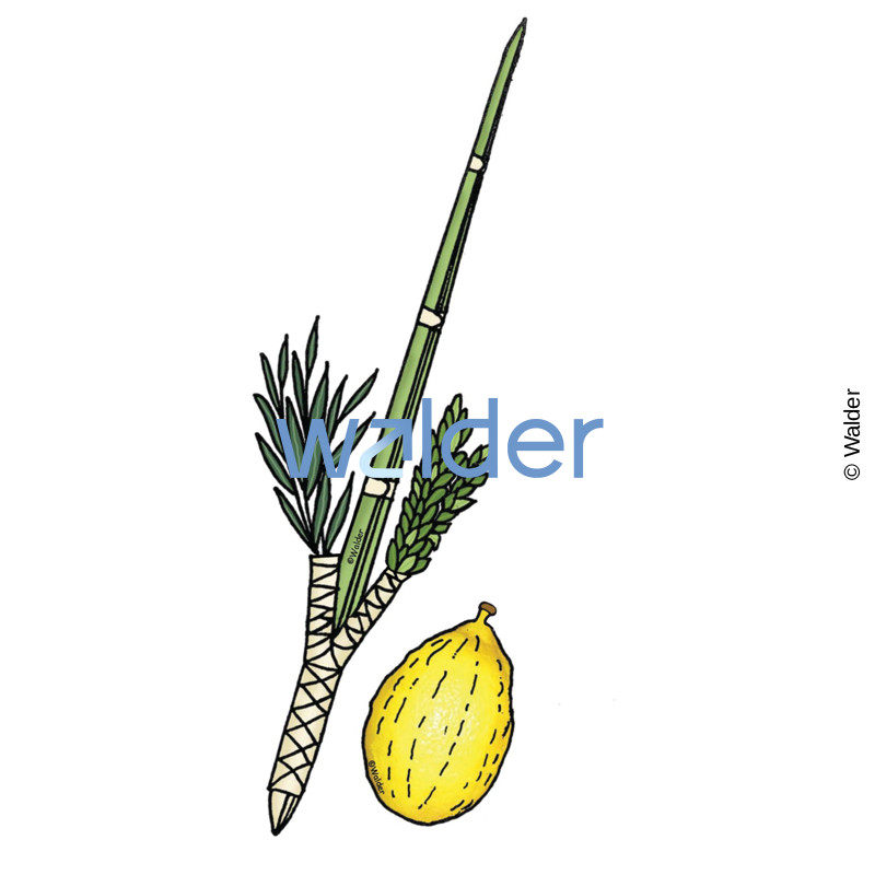 Lulav and Esrog - Walder Education