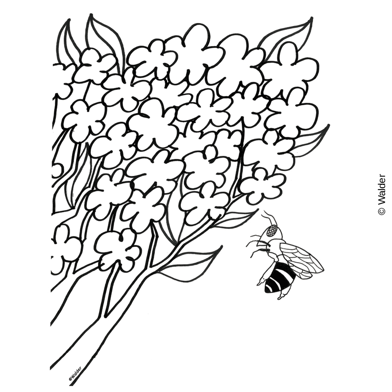 Polination - Walder Education