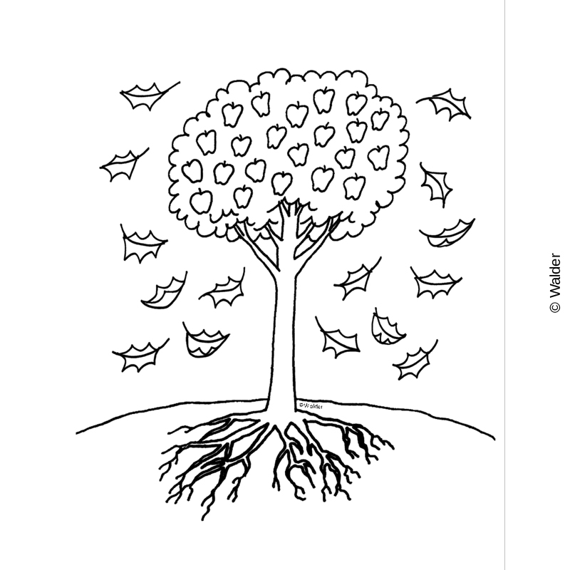 Autumn Tree with Roots - Walder Education