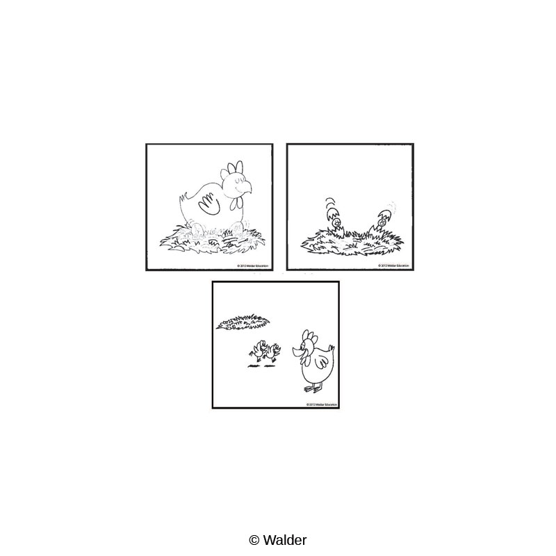 Training to Sequence: Egg to Chicken - Walder Education