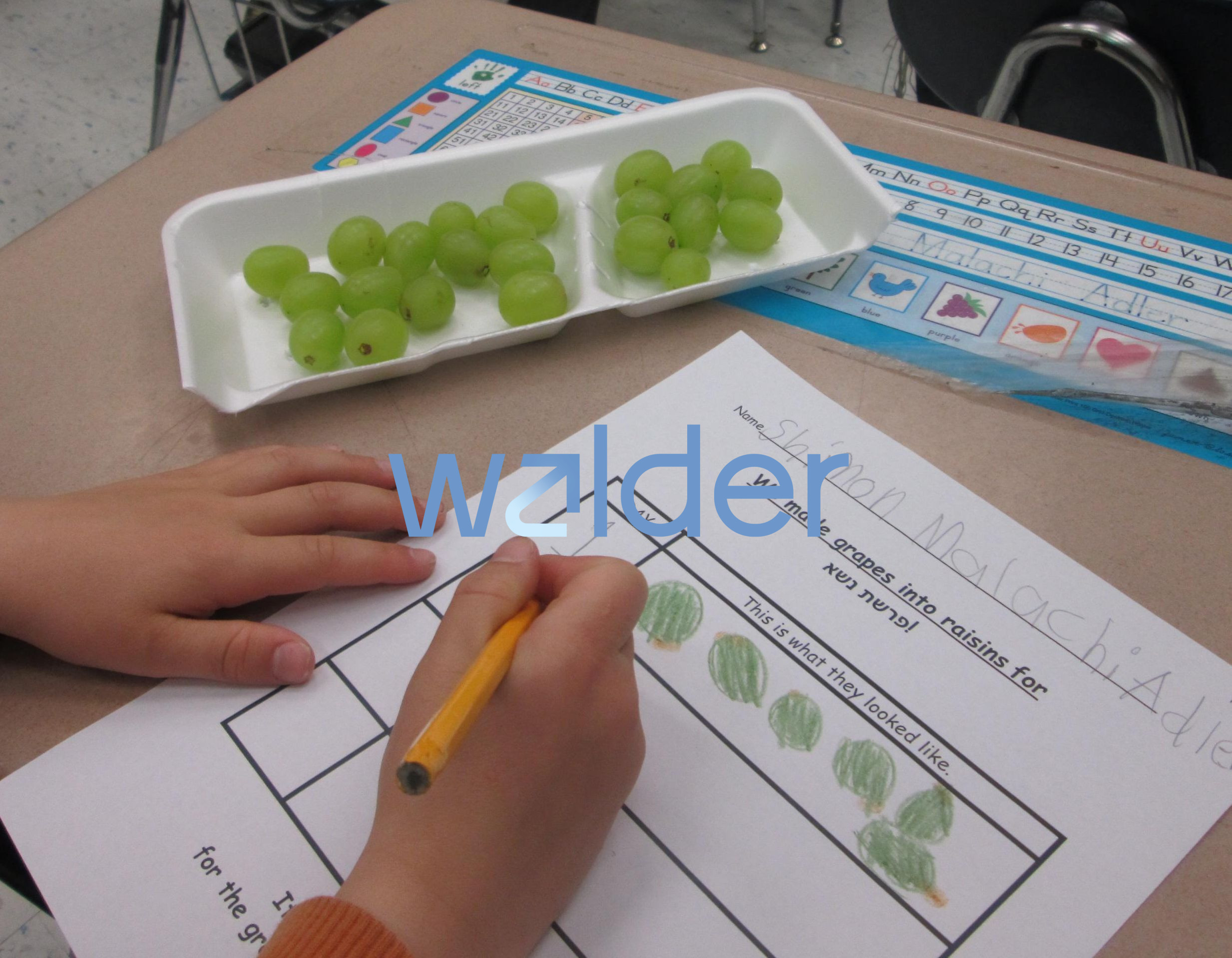 Making Raisins for Parashas Naso - Walder Education