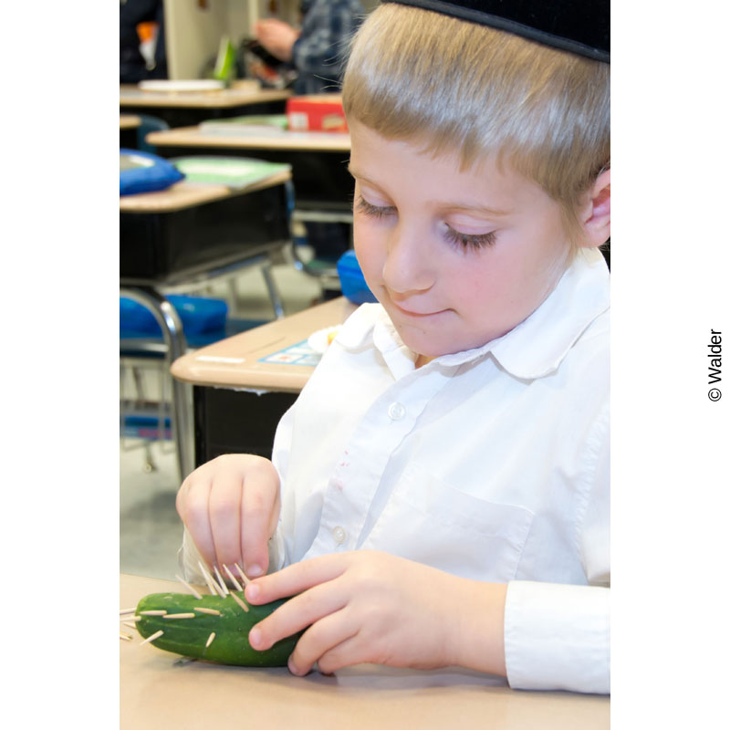 Learning about the Desert Cactus Plant through Parashas Lech Lecha ...
