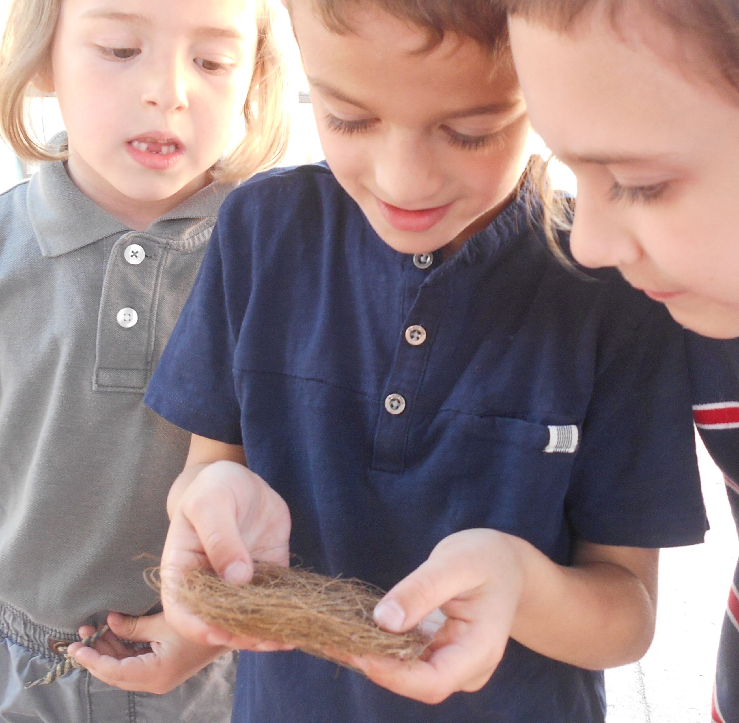 Nest Eggs for Parashas Ki Seitzei - Walder Education