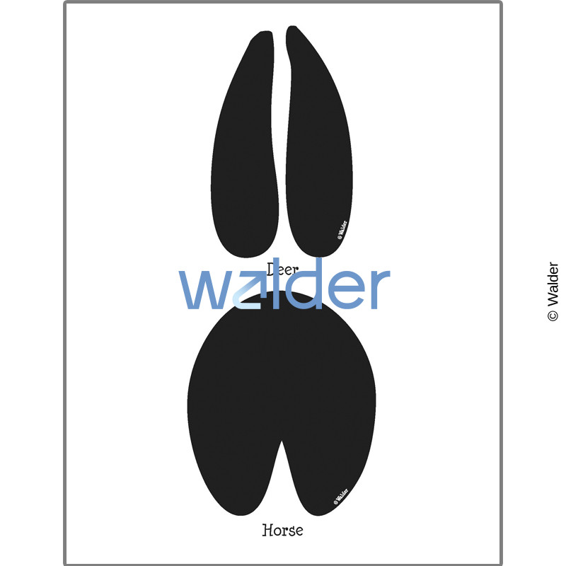 Kosher Animal Tracks - Walder Education