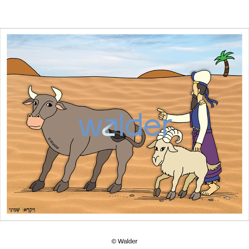 Shemini Pictures and Summaries - Walder Education