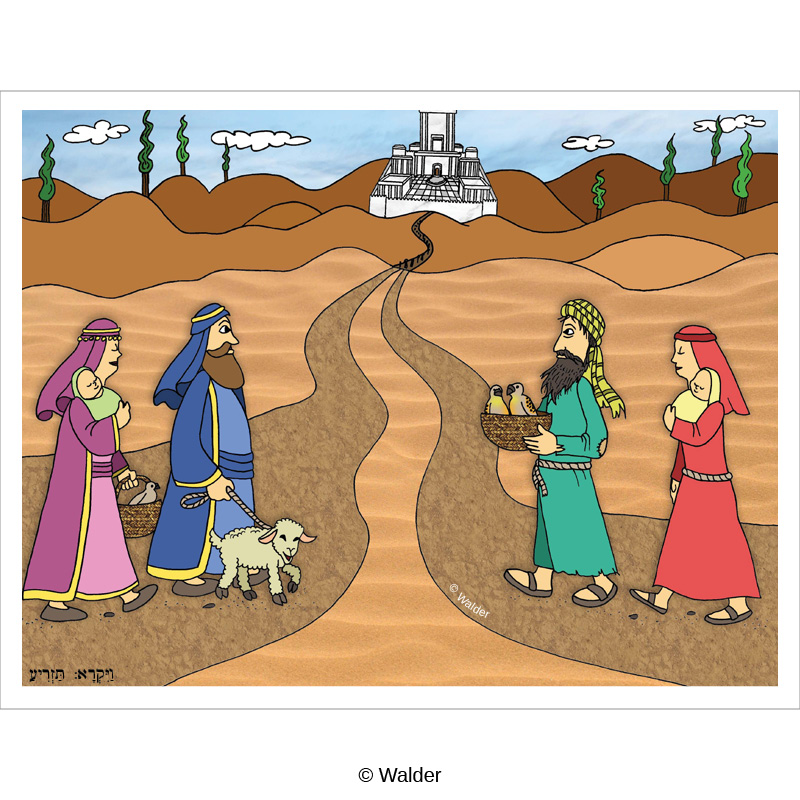 Tazria Pictures and Pesukim - Walder Education