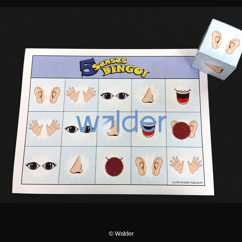 Five Senses Bingo - Walder Education