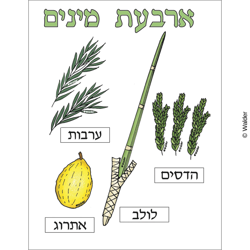 Illustrated Lulav and Esrog Sheet - Walder Education