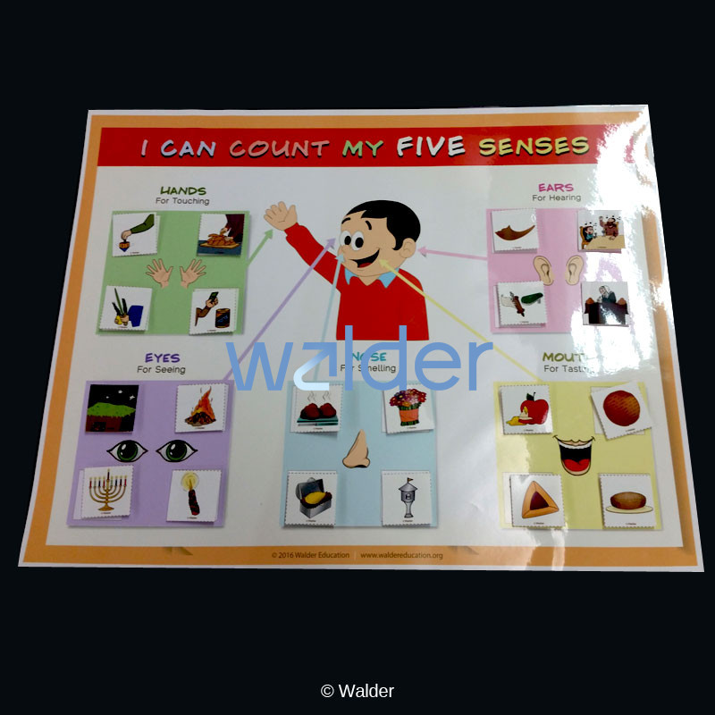 I Can Count My Five Senses - Walder Education