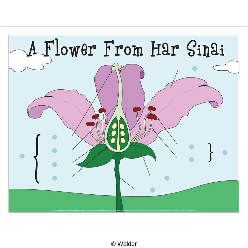 A Flower From Har Sinai - Walder Education