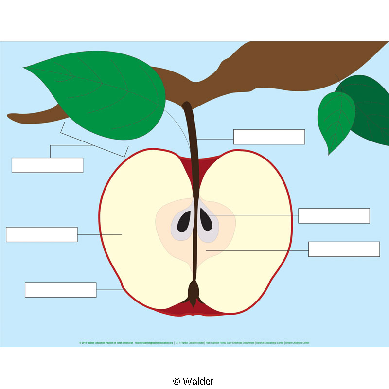 Anatomy of an Apple - Walder Education