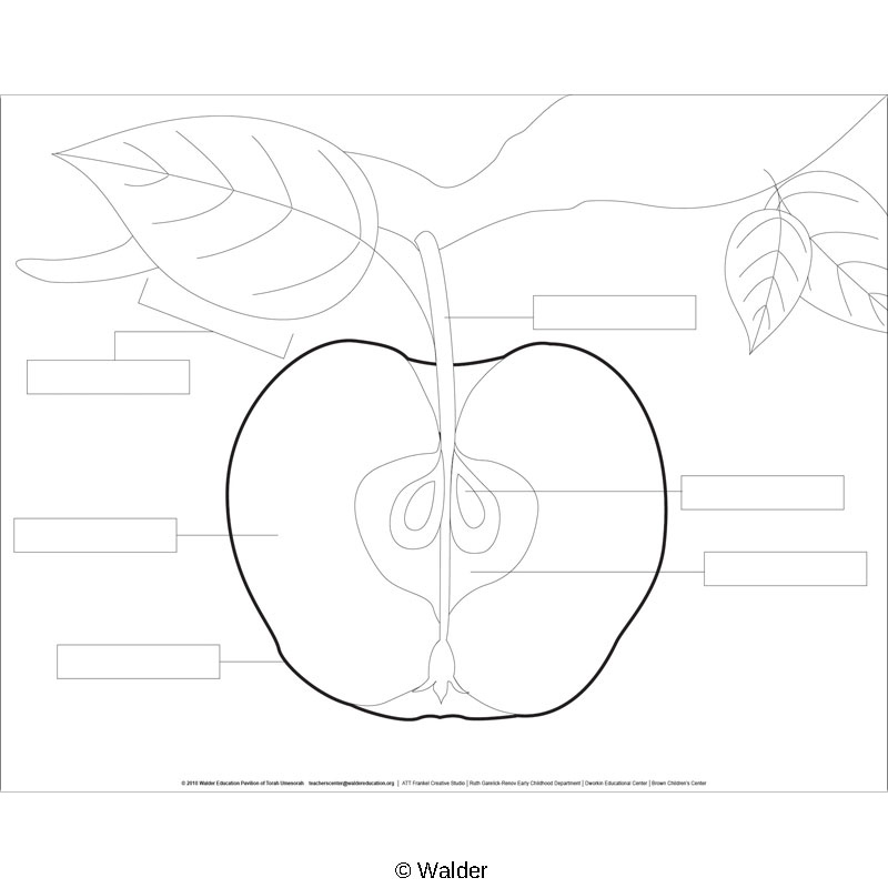Anatomy of an Apple - Walder Education