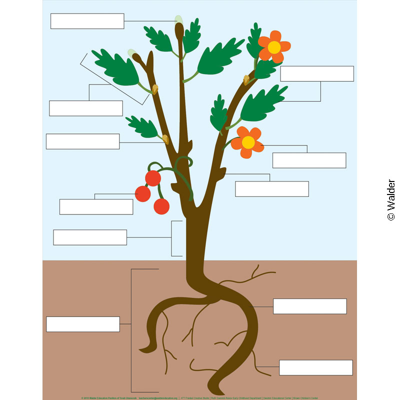 Anatomy of a Tree - Walder Education