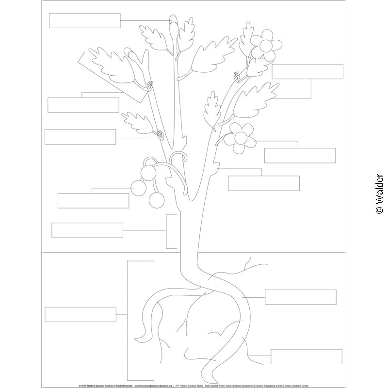 Anatomy of a Tree - Walder Education