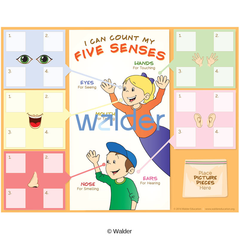 I Can Count My Five Senses - Walder Education
